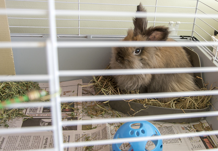 HoardingRabbit - The Ithaca Voice