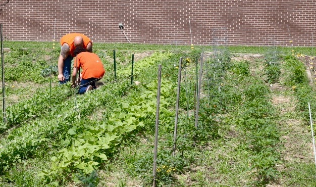 The secret garden of Tompkins County Jail - The Ithaca Voice