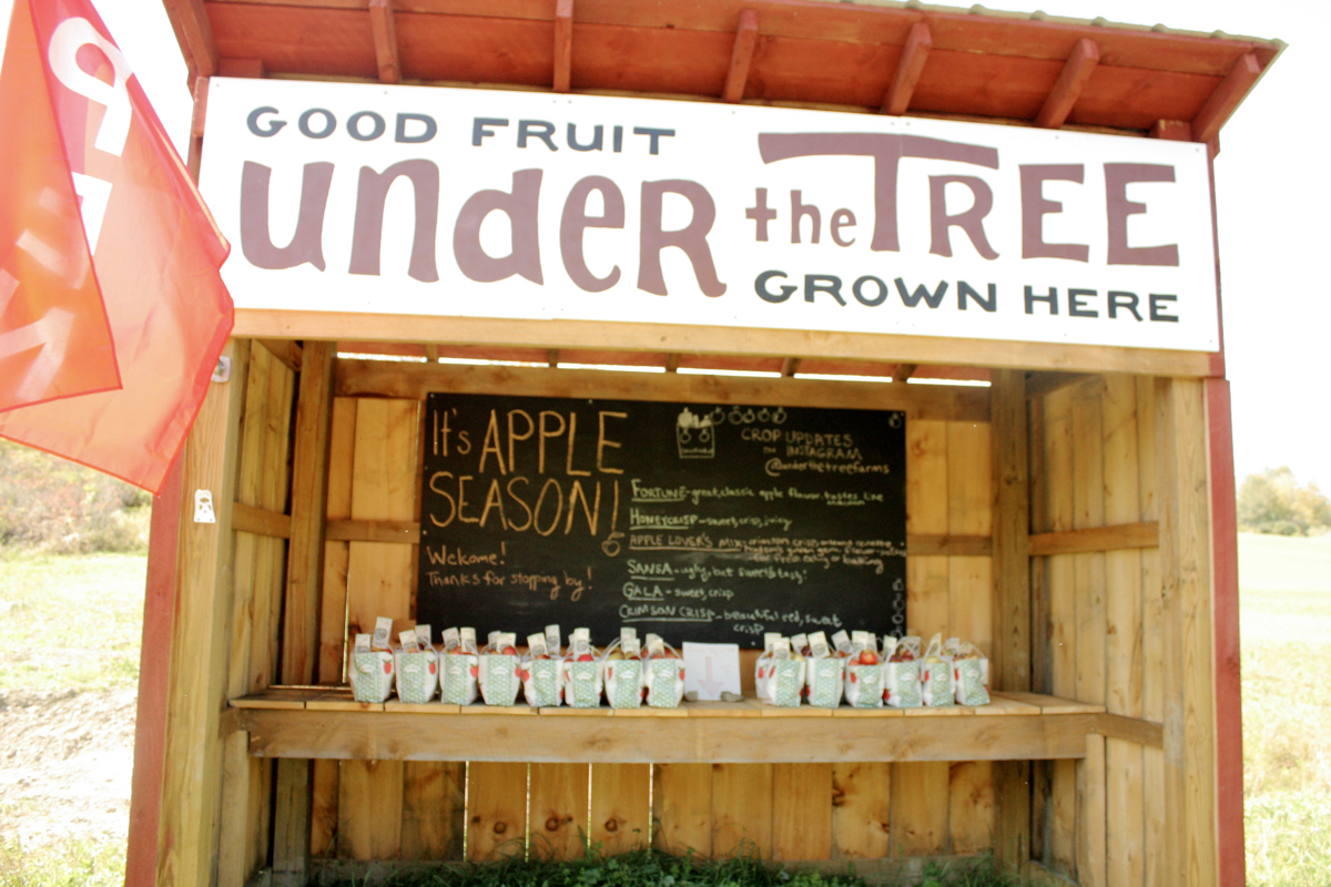 Under the Tree Farm debuts Brooktondale farm stand with local apples ...