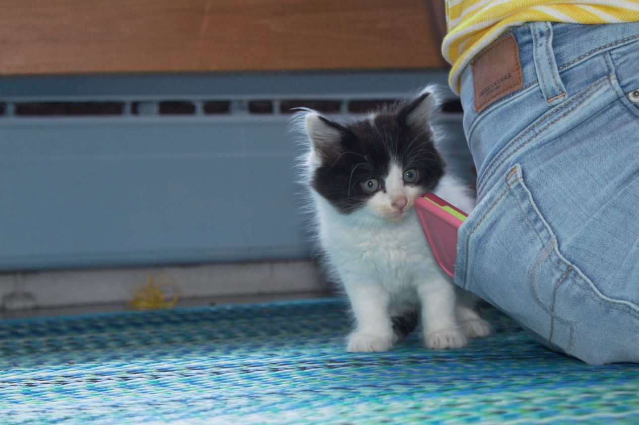 catz6 - The Ithaca Voice