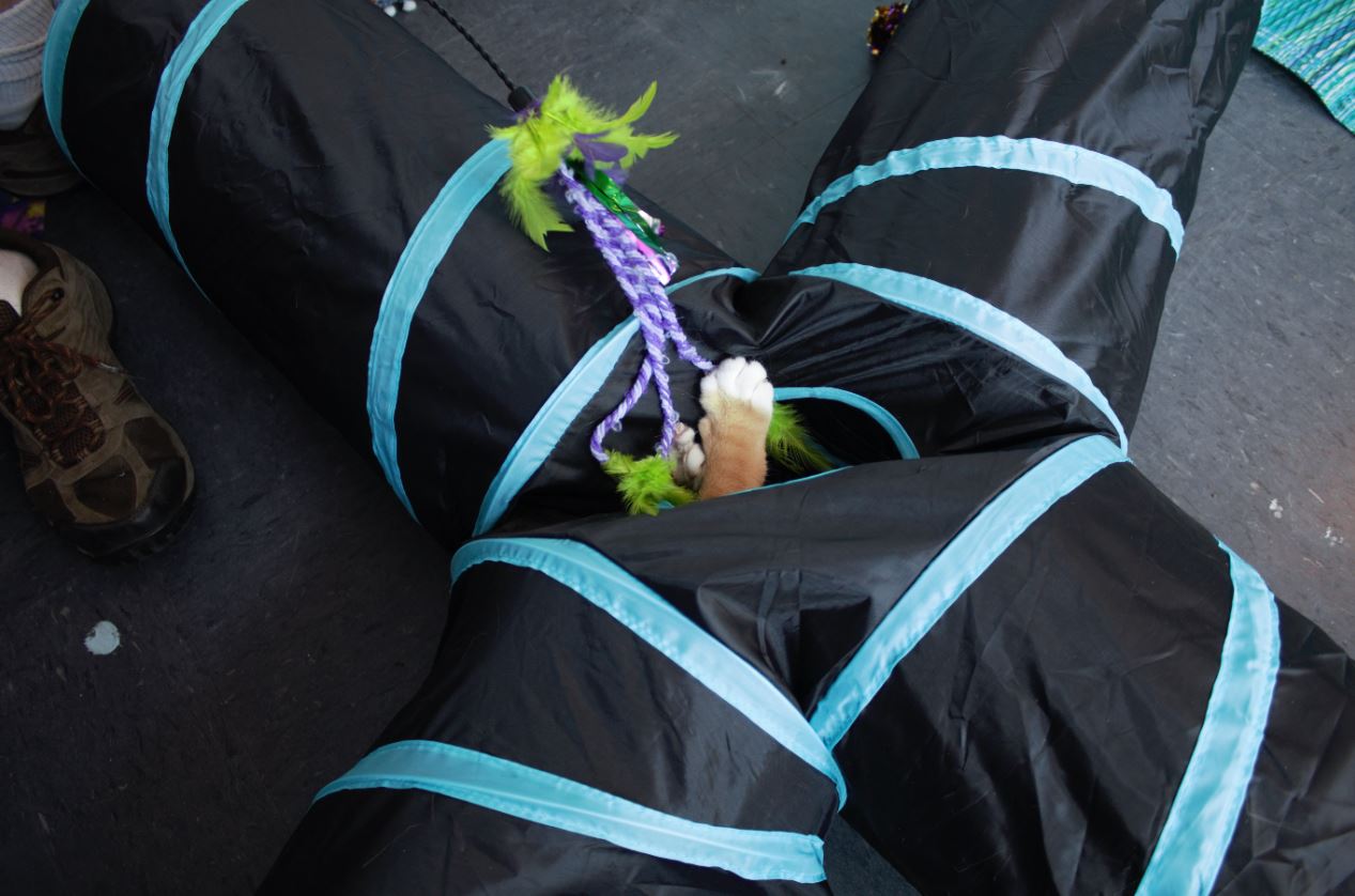 catz9 - The Ithaca Voice