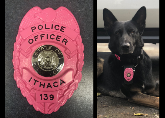 Ithaca police sport pink badges for National Breast Cancer Awareness ...