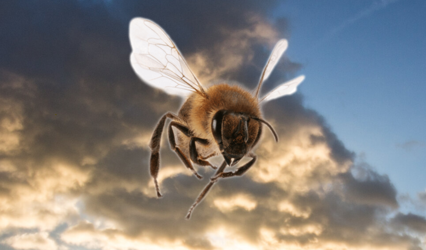 Museum of the Earth’s Bees! Exhibit is Now Online - The Ithaca Voice