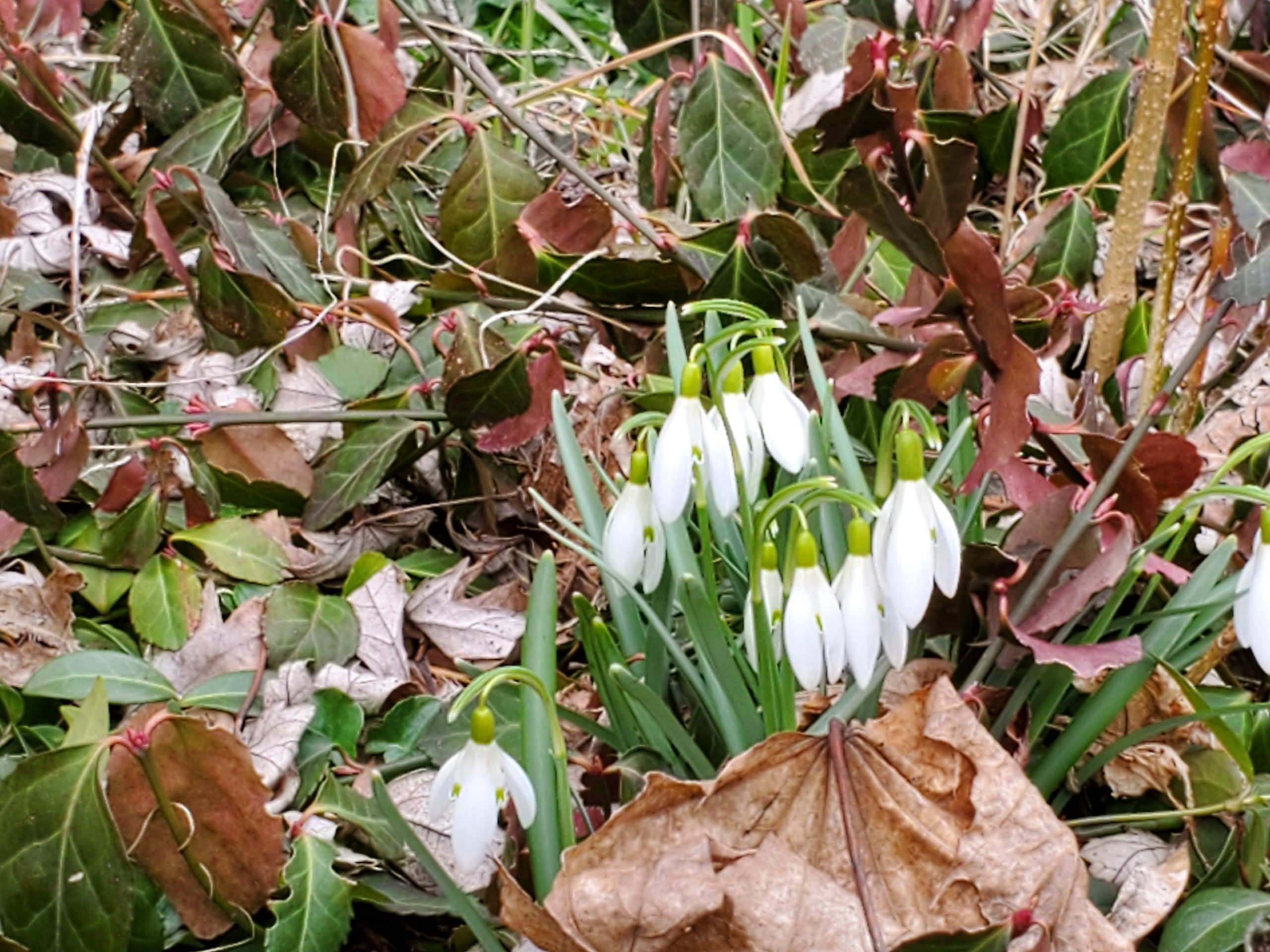 Weather: Spring-like temps to herald the start of the season - The ...