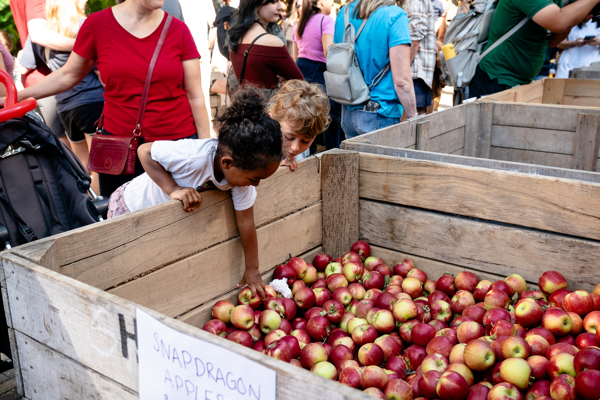Apple Harvest Festival kicks off in downtown Ithaca - The Ithaca Voice