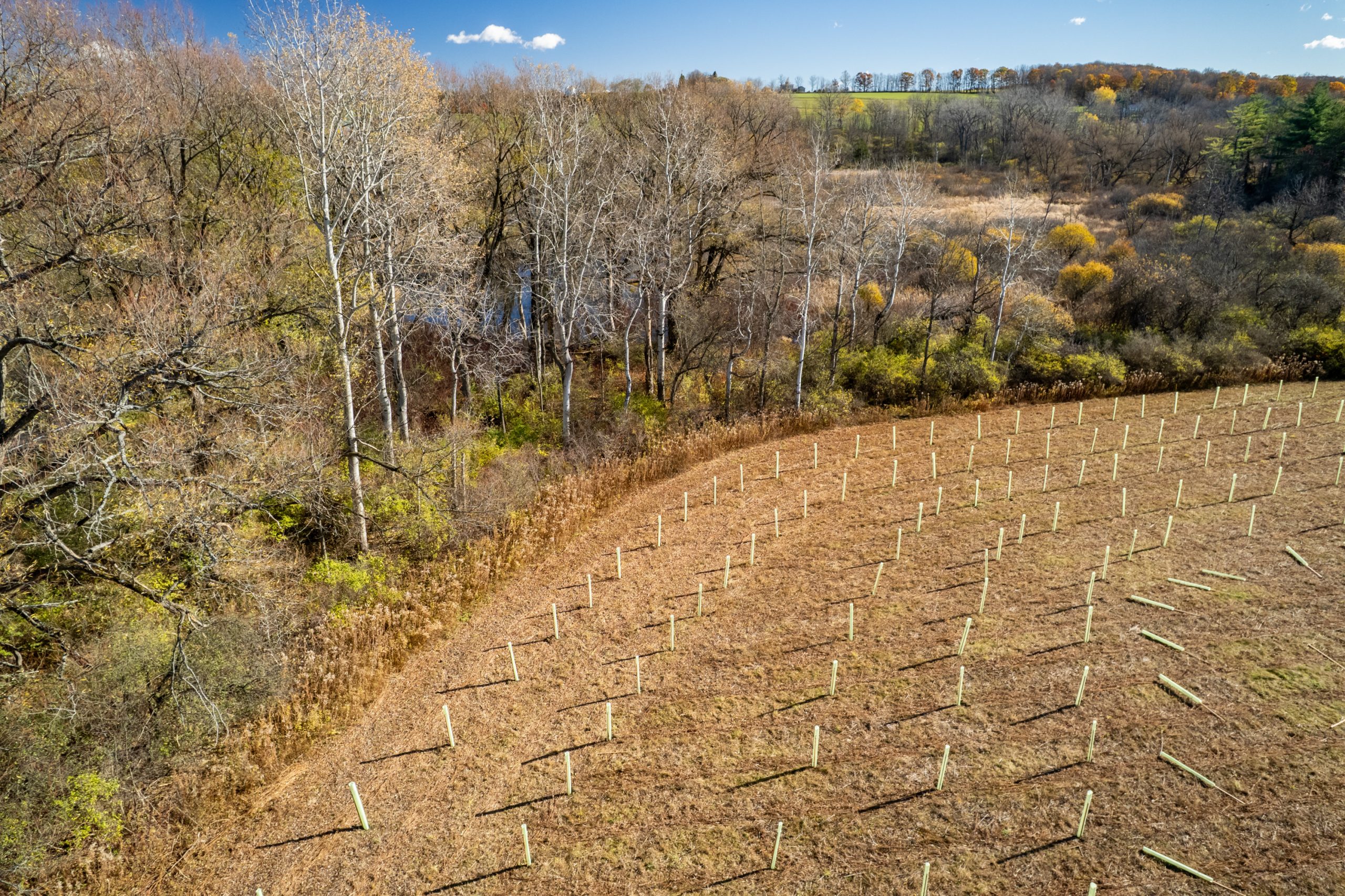 Land trust plants over 500 trees in old corn field - The Ithaca Voice