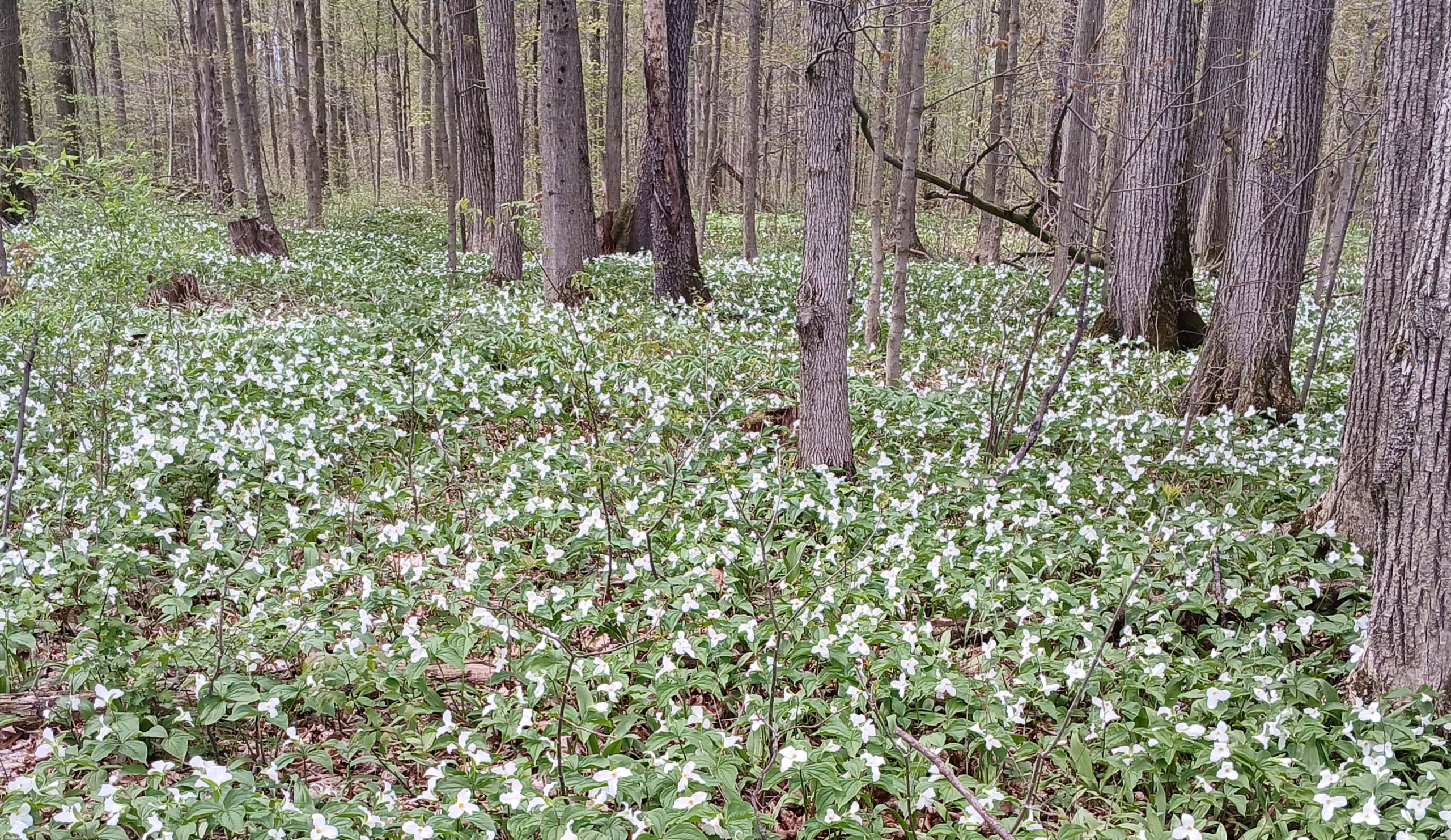 Two special natural sites in Dryden face potential development. - The ...